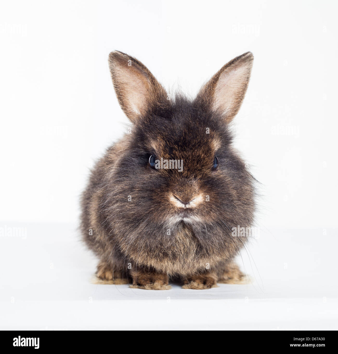 Gray rabbit ( bunny ) isolated on a white background Stock Photo - Alamy