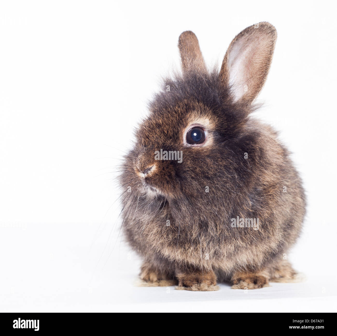 Gray rabbit ( bunny ) isolated on a white background Stock Photo - Alamy