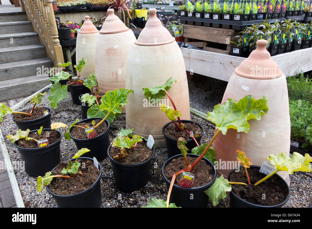 Terracotta rhubarb forcer hi-res stock photography and images - Alamy