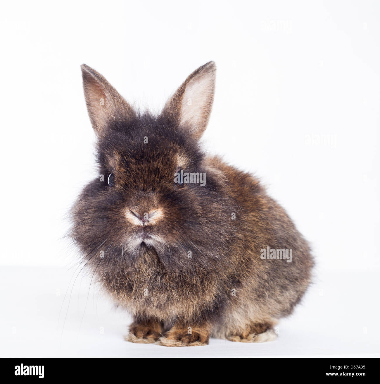 Gray rabbit ( bunny ) isolated on a white background Stock Photo - Alamy