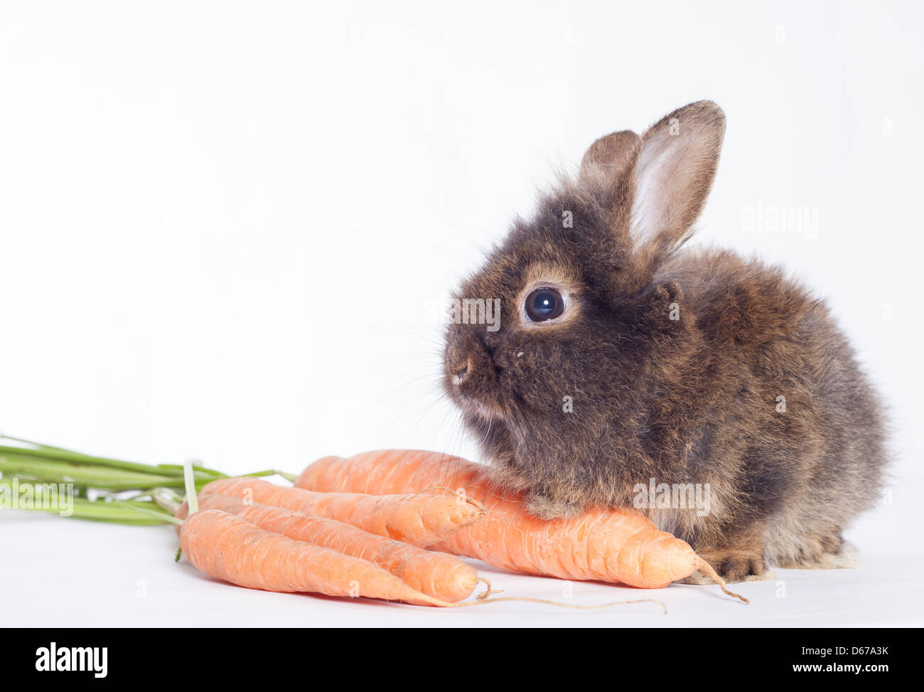 Rabbit with carrot isolated on a white background Stock Photo - Alamy