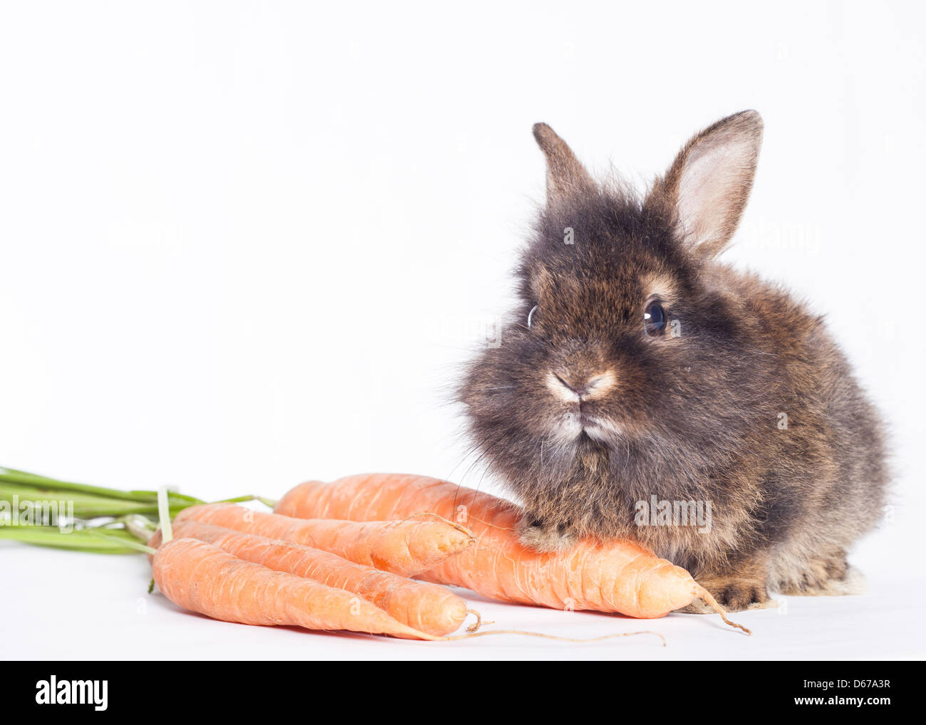 Rabbit with carrot isolated on a white background Stock Photo - Alamy