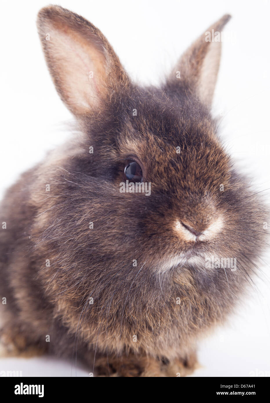Gray rabbit ( bunny ) isolated on a white background Stock Photo - Alamy