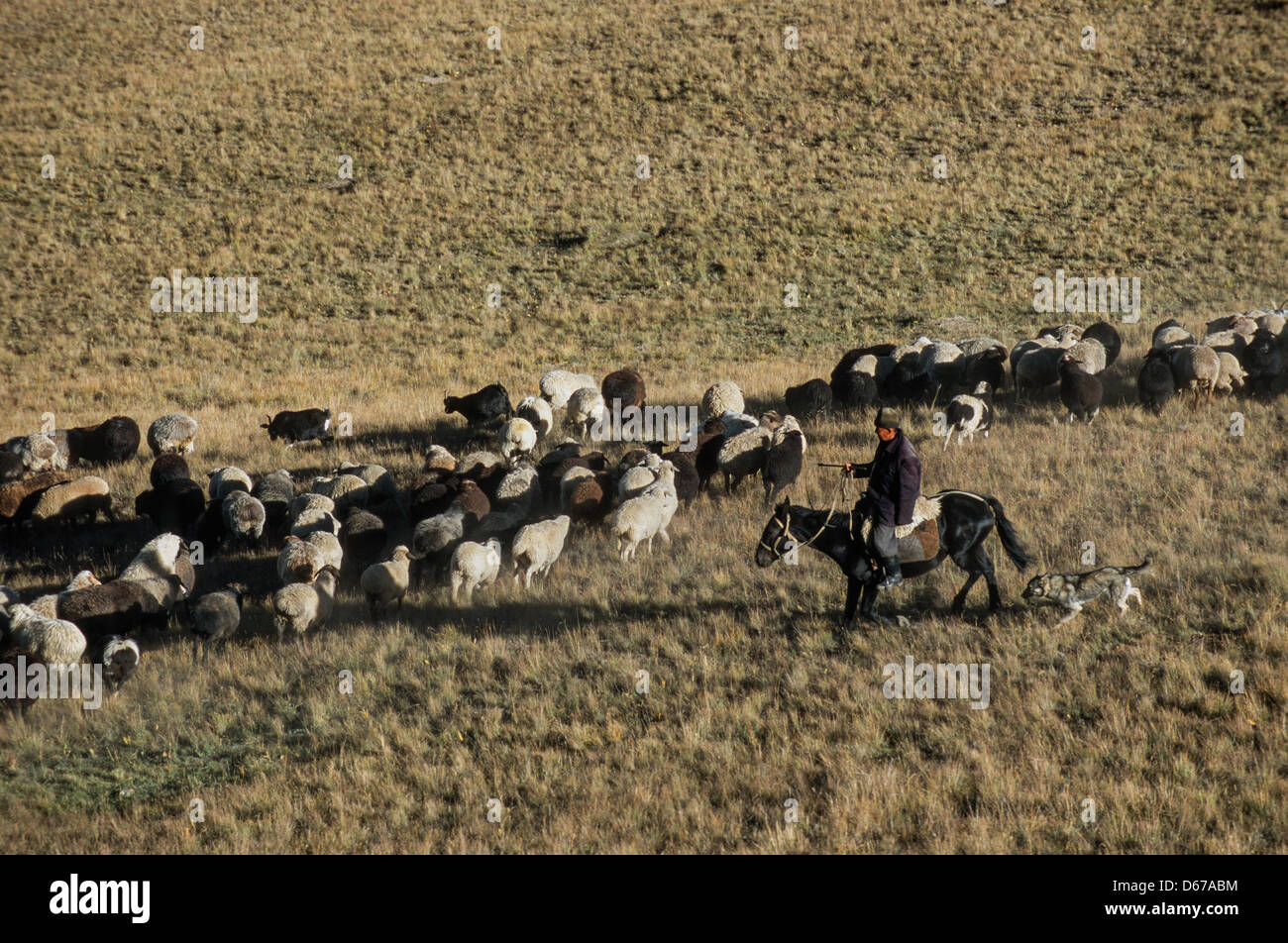 Herdsman on horseback, Kyrgyzstan, Central Asia Stock Photo - Alamy