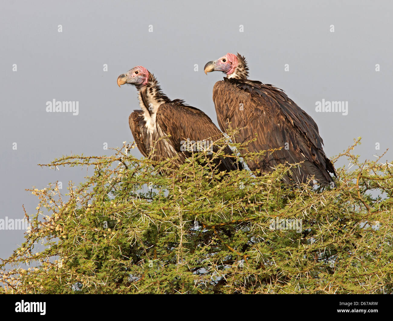 Lappet Faced Vulture