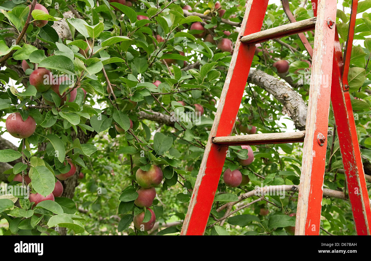 Red wooden ladder used to pick up apples in orchard Stock Photo - Alamy