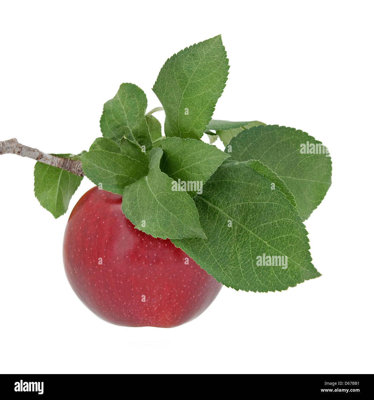 Apple Fruit With Leaf