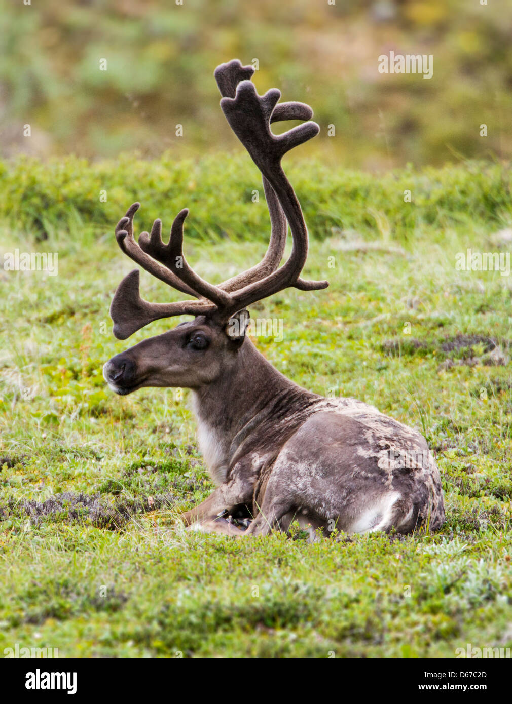 Woodland Caribou (Rangifer tarandu) near Highway Pass, Denali National ...