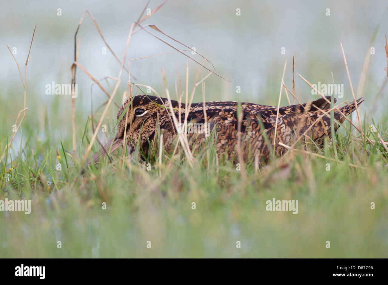 Scolopax rusticola - Woodcock sitting down in the grass, hiding Stock ...