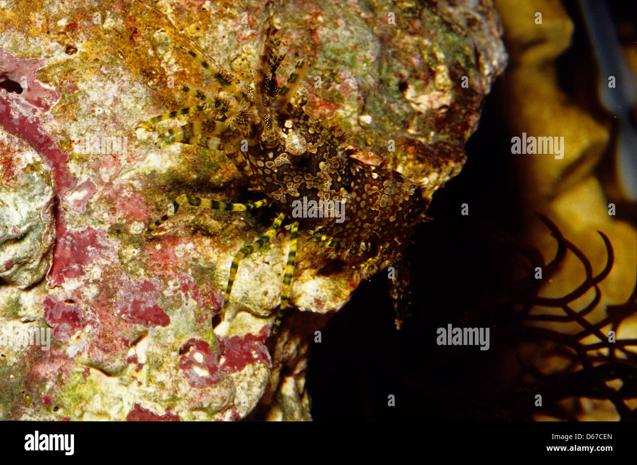 Common marble shrimp Saron marmoratus, Hippolytidae, indo-pacific ocean ...