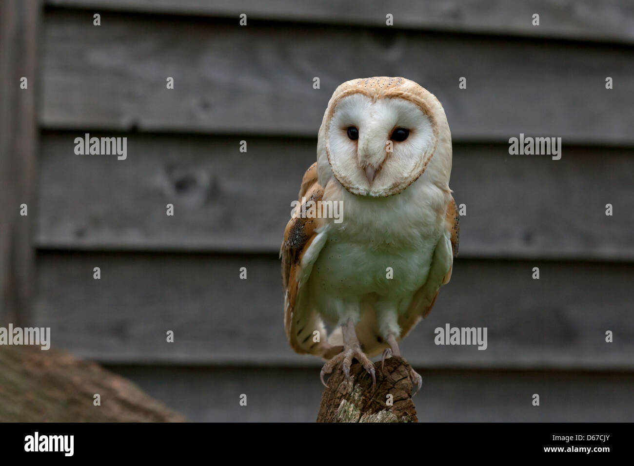 Barn owl sitting on a wooden post in front of a wooden barn Stock Photo ...