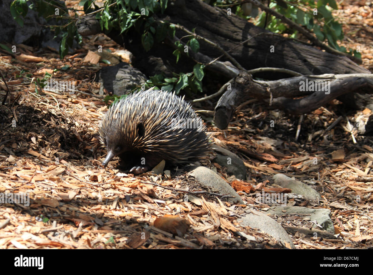 Echidna hi-res stock photography and images - Alamy
