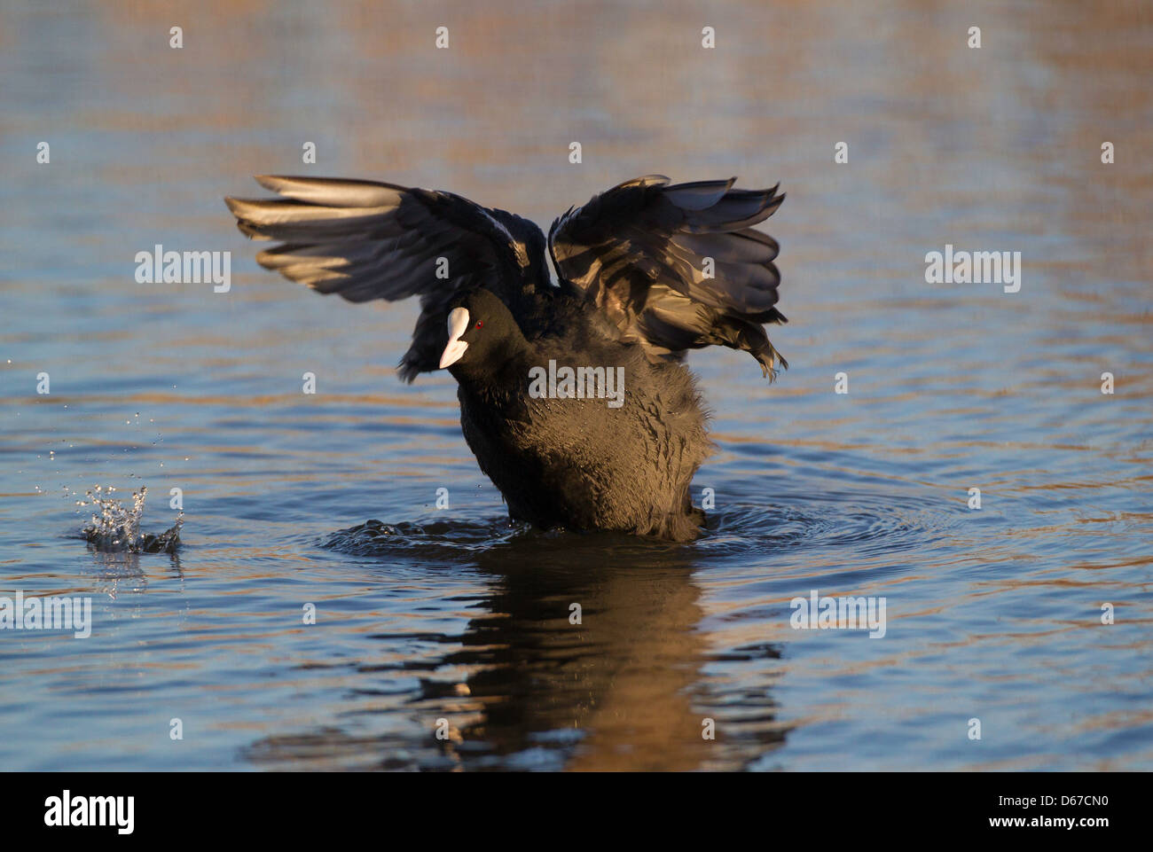 Fulica atra - coot flapping wings Stock Photo - Alamy
