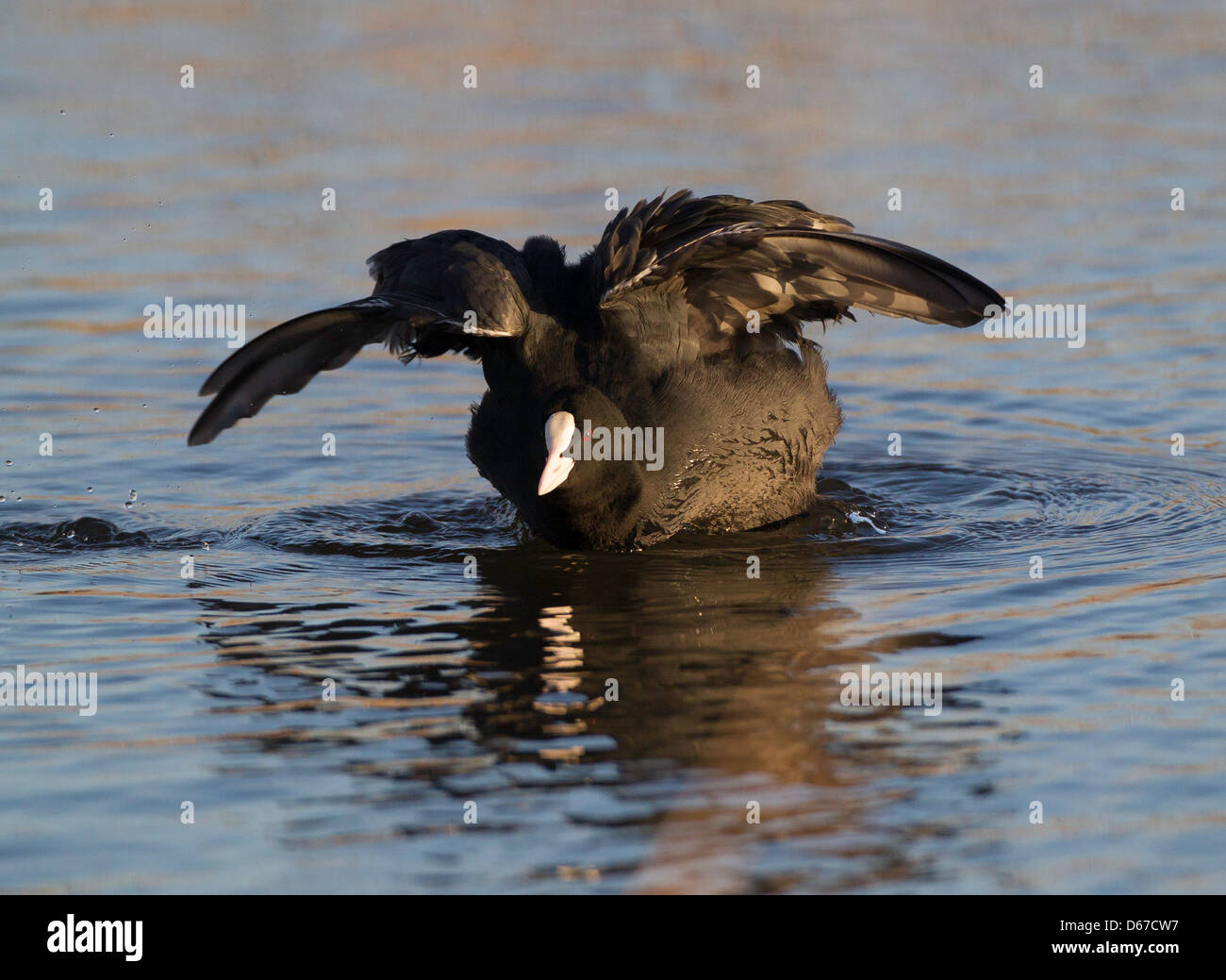 Fulica atra - coot flapping wings Stock Photo - Alamy