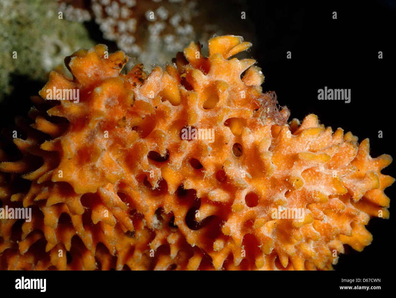 Marine sponge Acanthella klethra, Axinellidae, Demospongiae, Indo ...