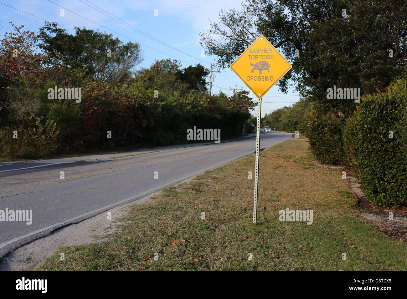 gopher tortoise (Gopherus polyphemus) crossing road sign on Sanibel ...