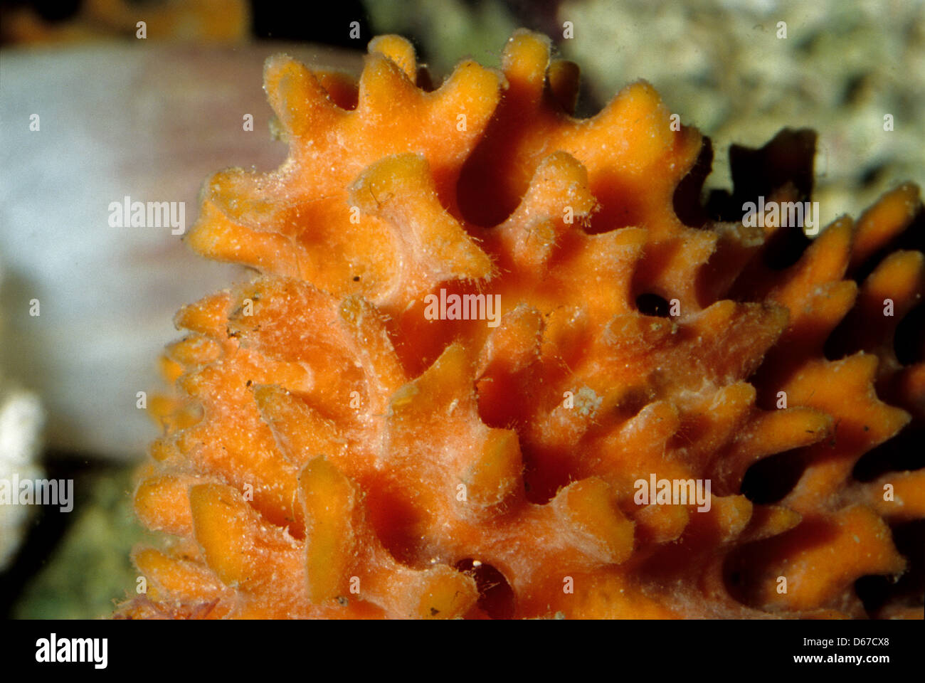 Demospongiae Examples