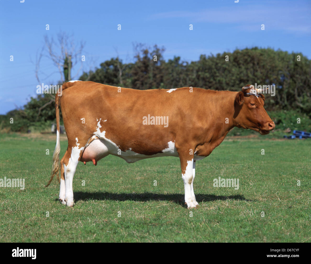Guernsey cow hi-res stock photography and images - Alamy