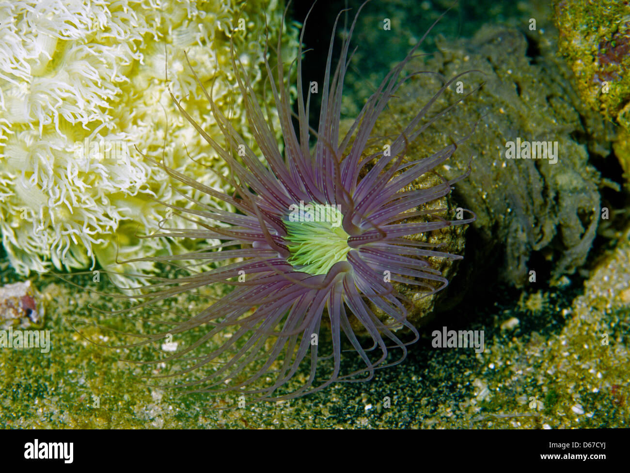 Worm shaped anemones Pachicerianthus sp., Anelliidae Stock Photo - Alamy