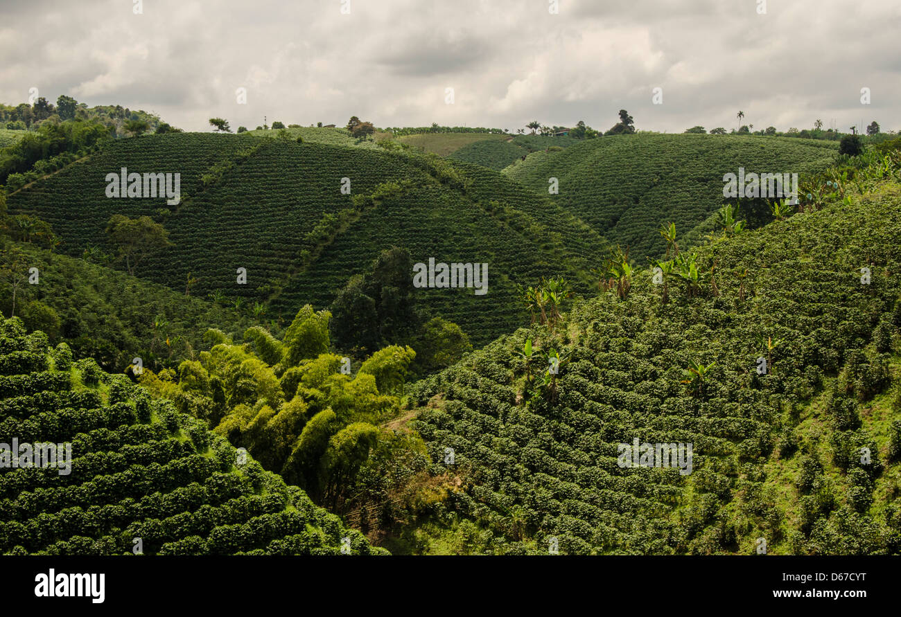 Coffee Crops, Colombia Stock Photo - Alamy