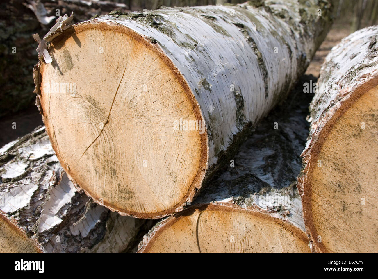 Pile of cut logs Stock Photo - Alamy
