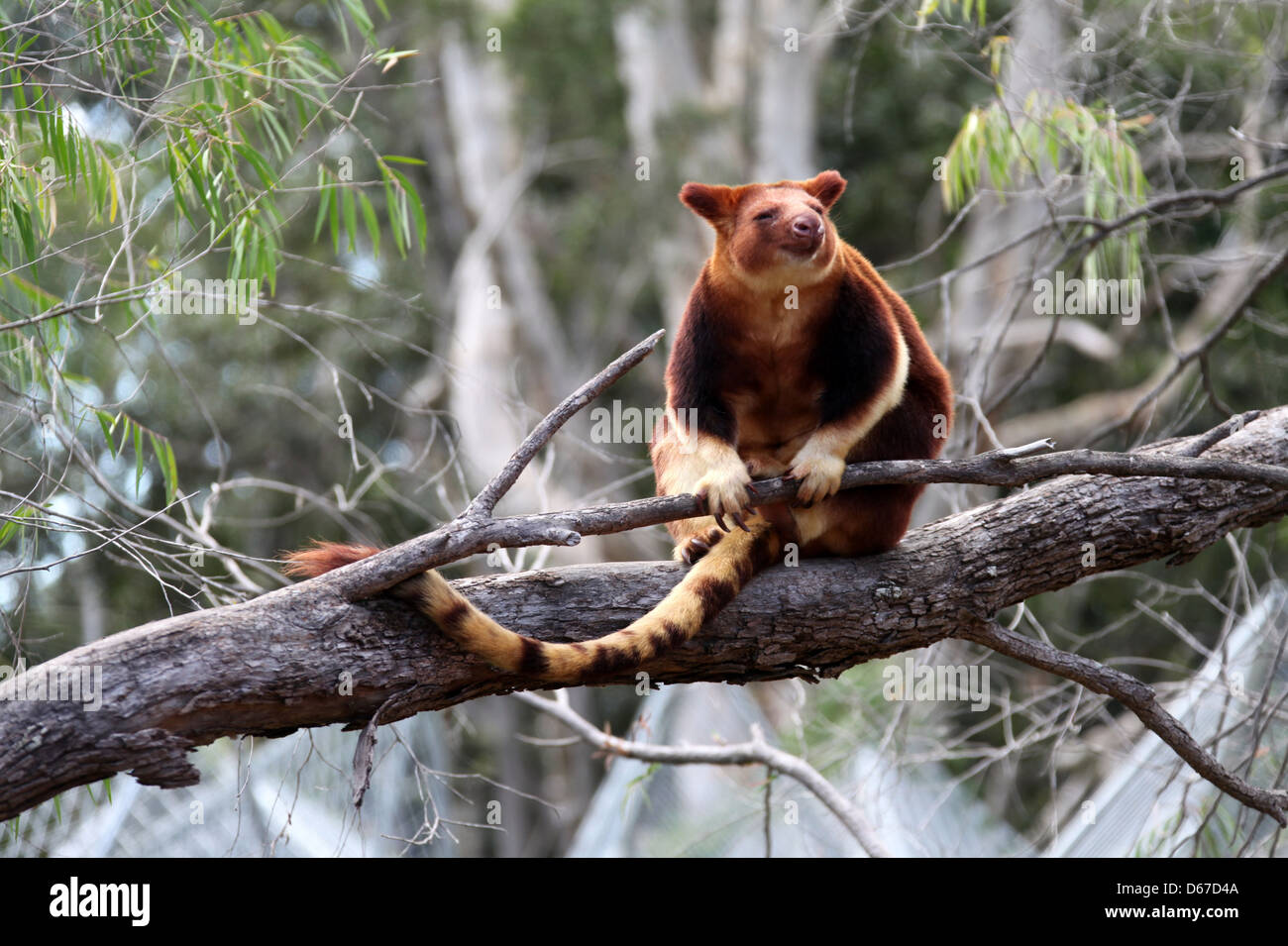 Ifola Tree Kangaroo