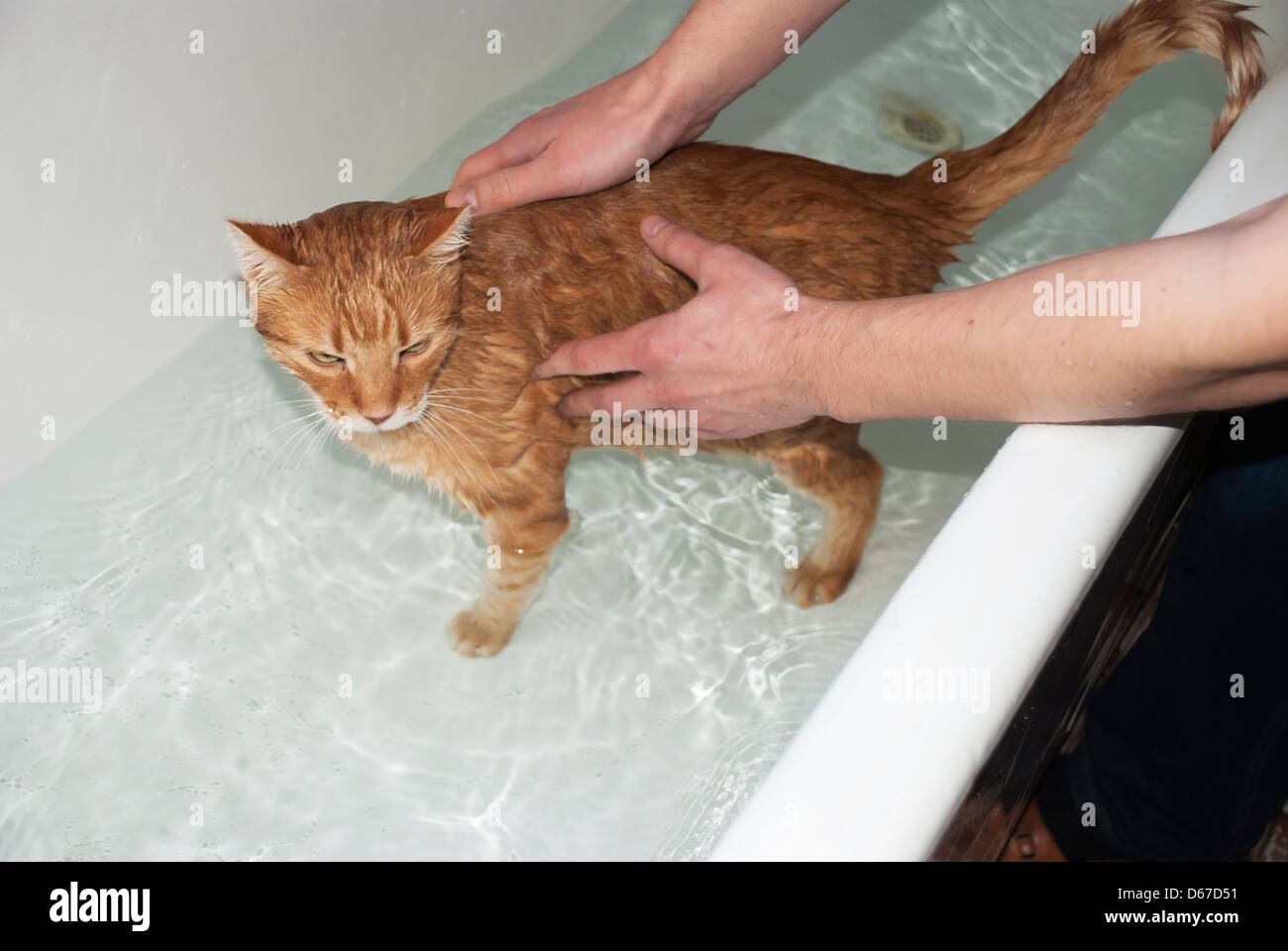 Hands holding a ginger cat in the bath Stock Photo - Alamy