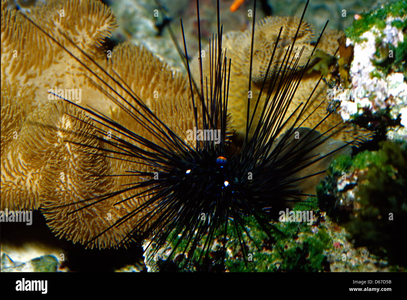 Diadema setosum hi-res stock photography and images - Alamy