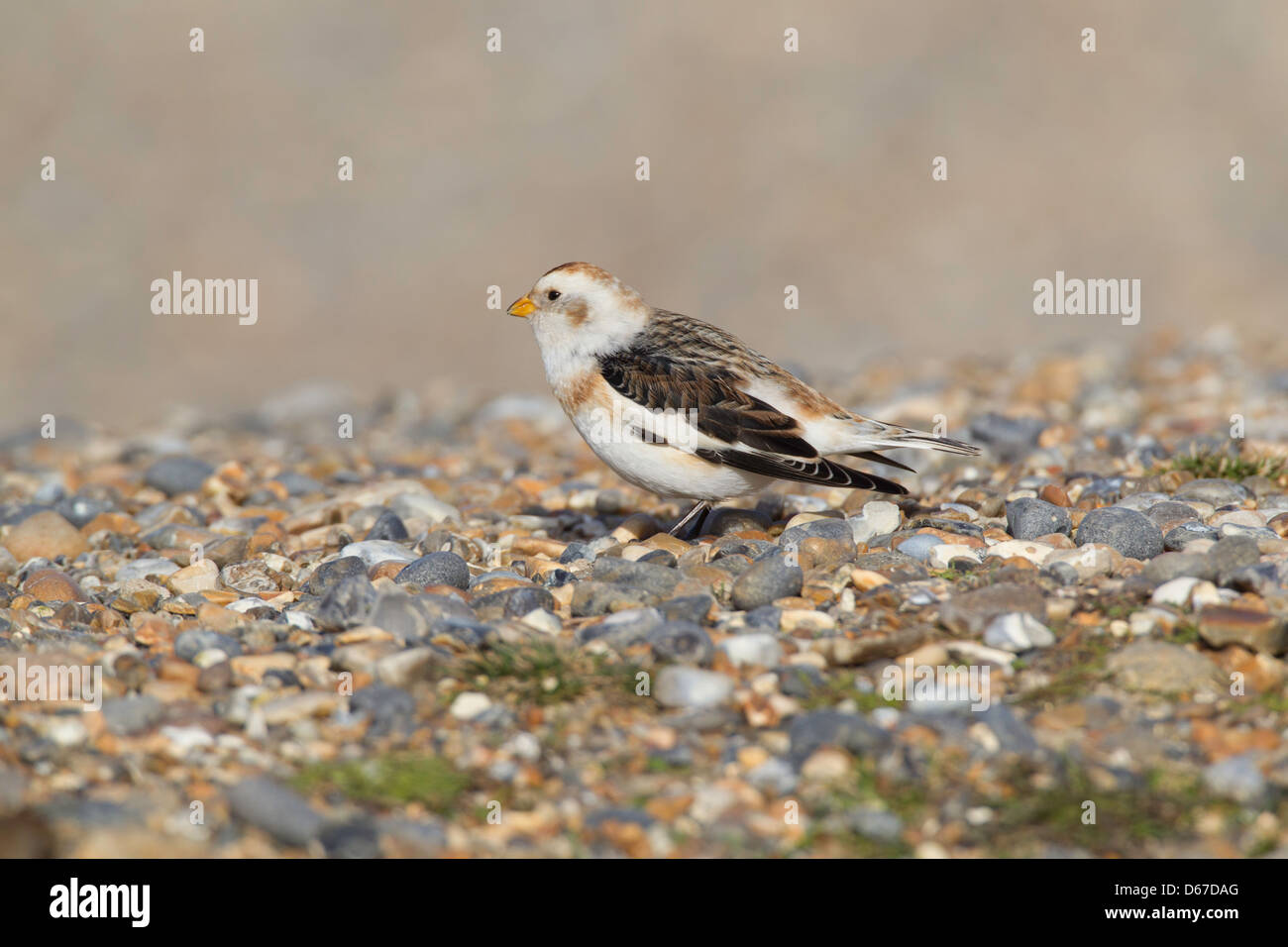 Plectrophenax nivalis - snow bunting feeding on pebble beach Stock ...