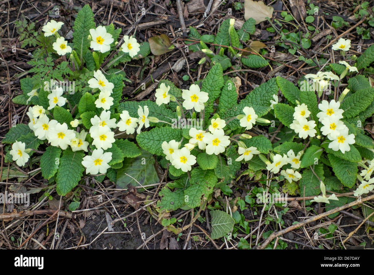 Wild Primroses in the woods Stock Photo - Alamy