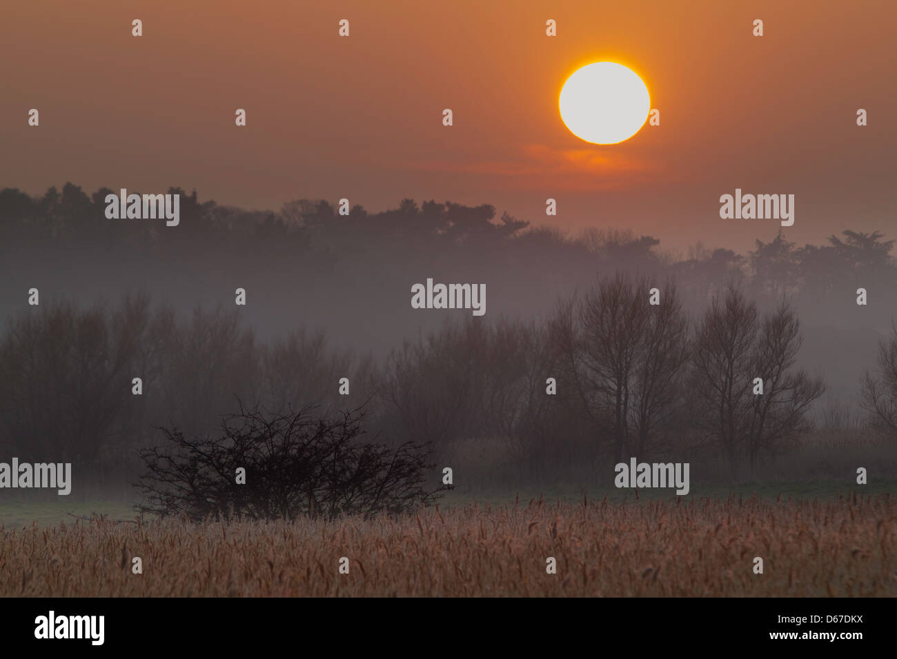 Sun dropping towards horizon across Norfolk reedbed Stock Photo - Alamy
