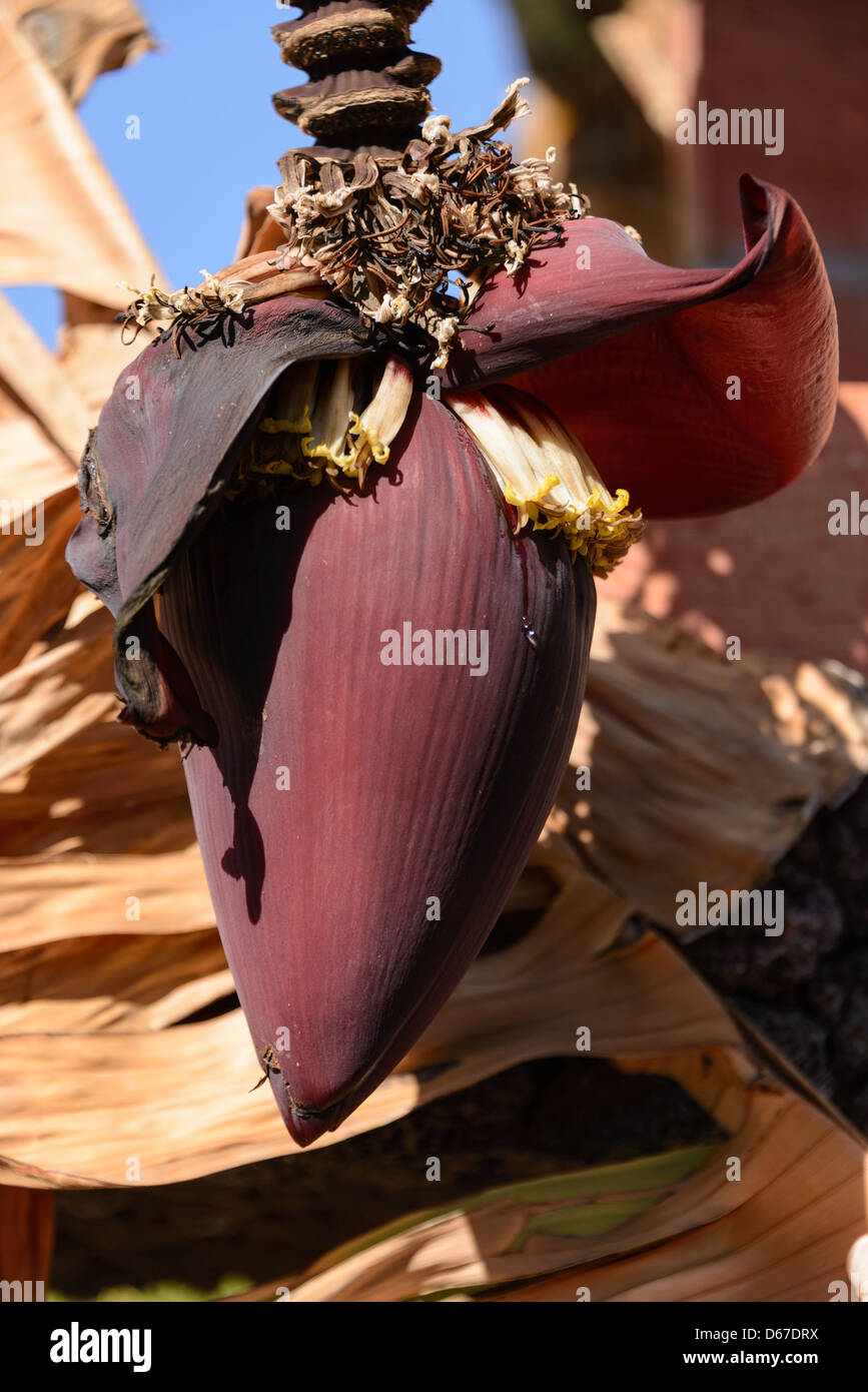 Banana flower la palma hi-res stock photography and images - Alamy
