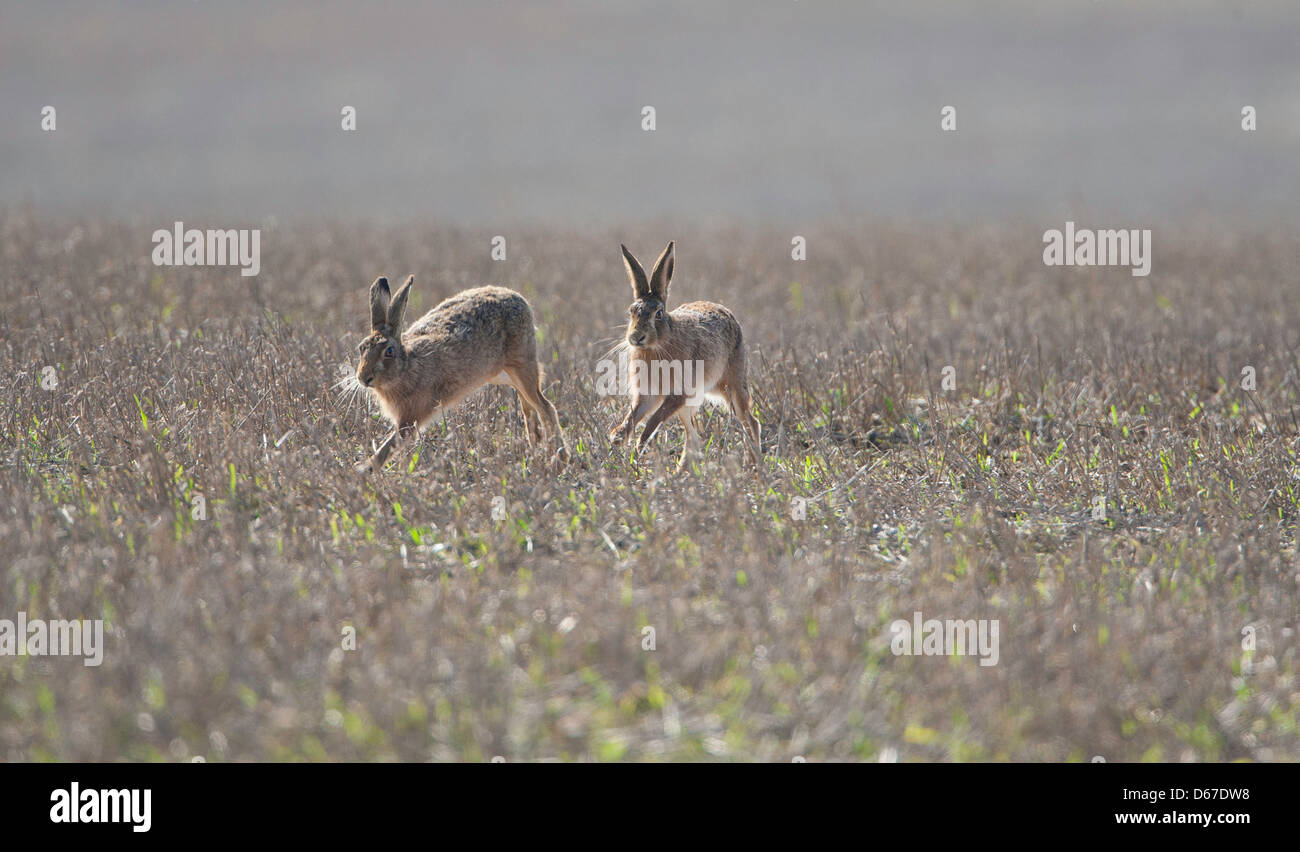 Hare back hi-res stock photography and images - Alamy