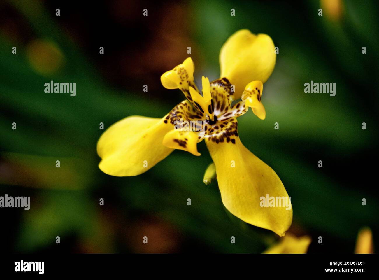 Tiger orchid hi-res stock photography and images - Alamy