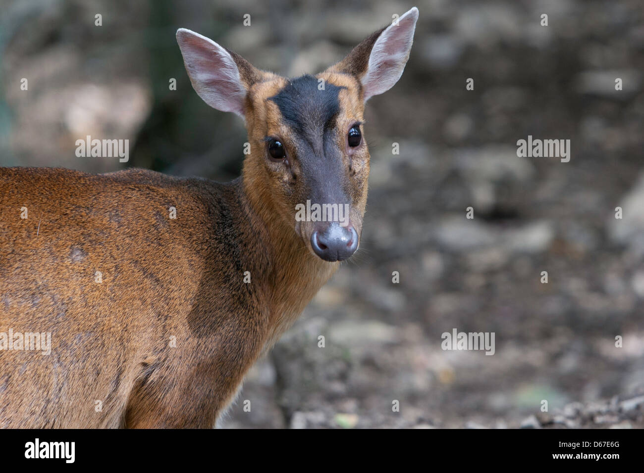 muntiacus muntjak - Muntjac deer standing in woodland Stock Photo - Alamy