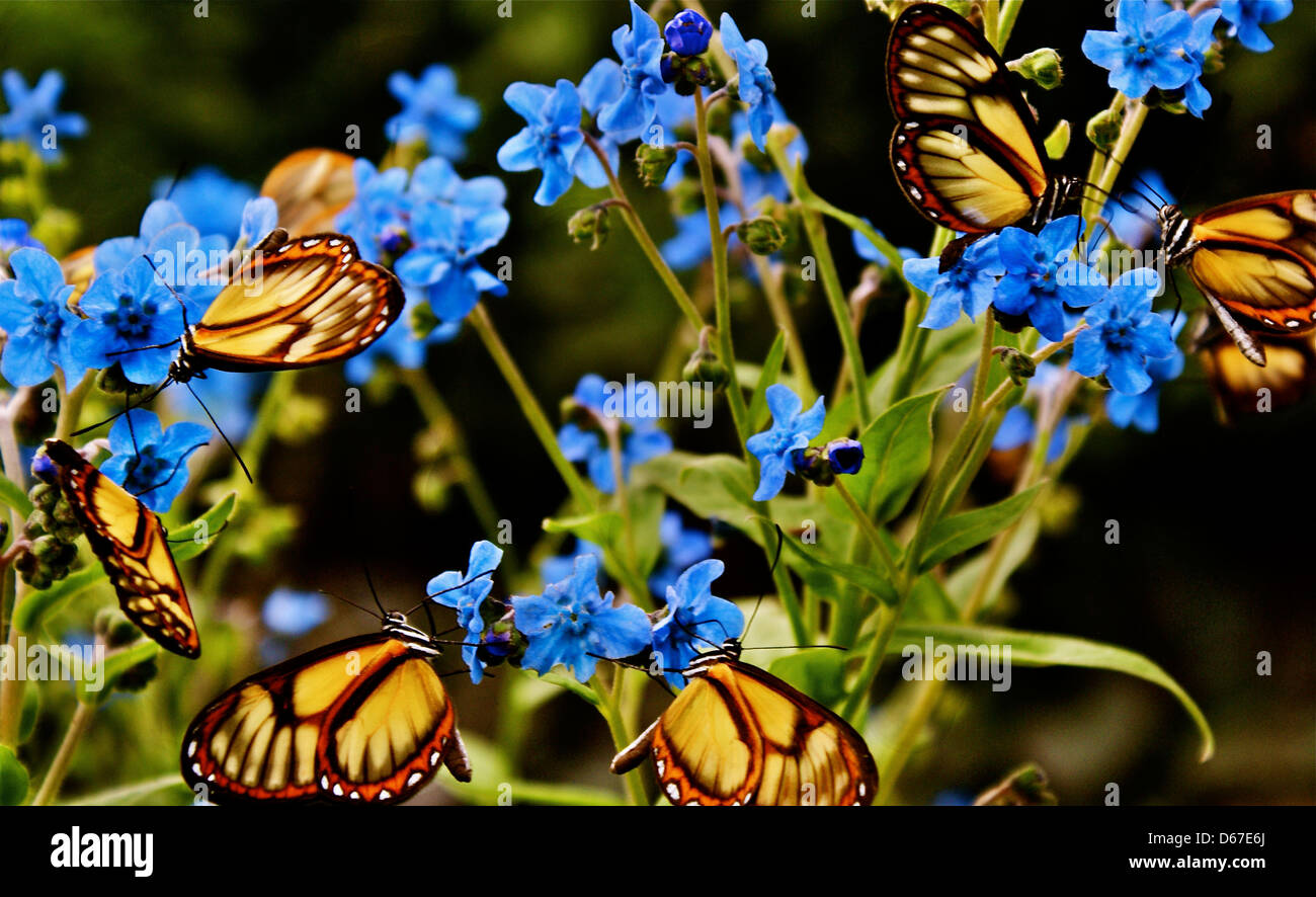 Butterflies and flowers Stock Photo - Alamy