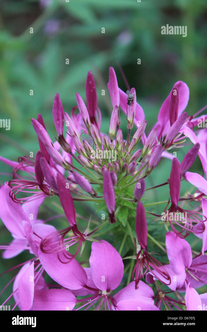 Bush Flower from Cameron Highland Pahang Malaysia Stock Photo - Alamy