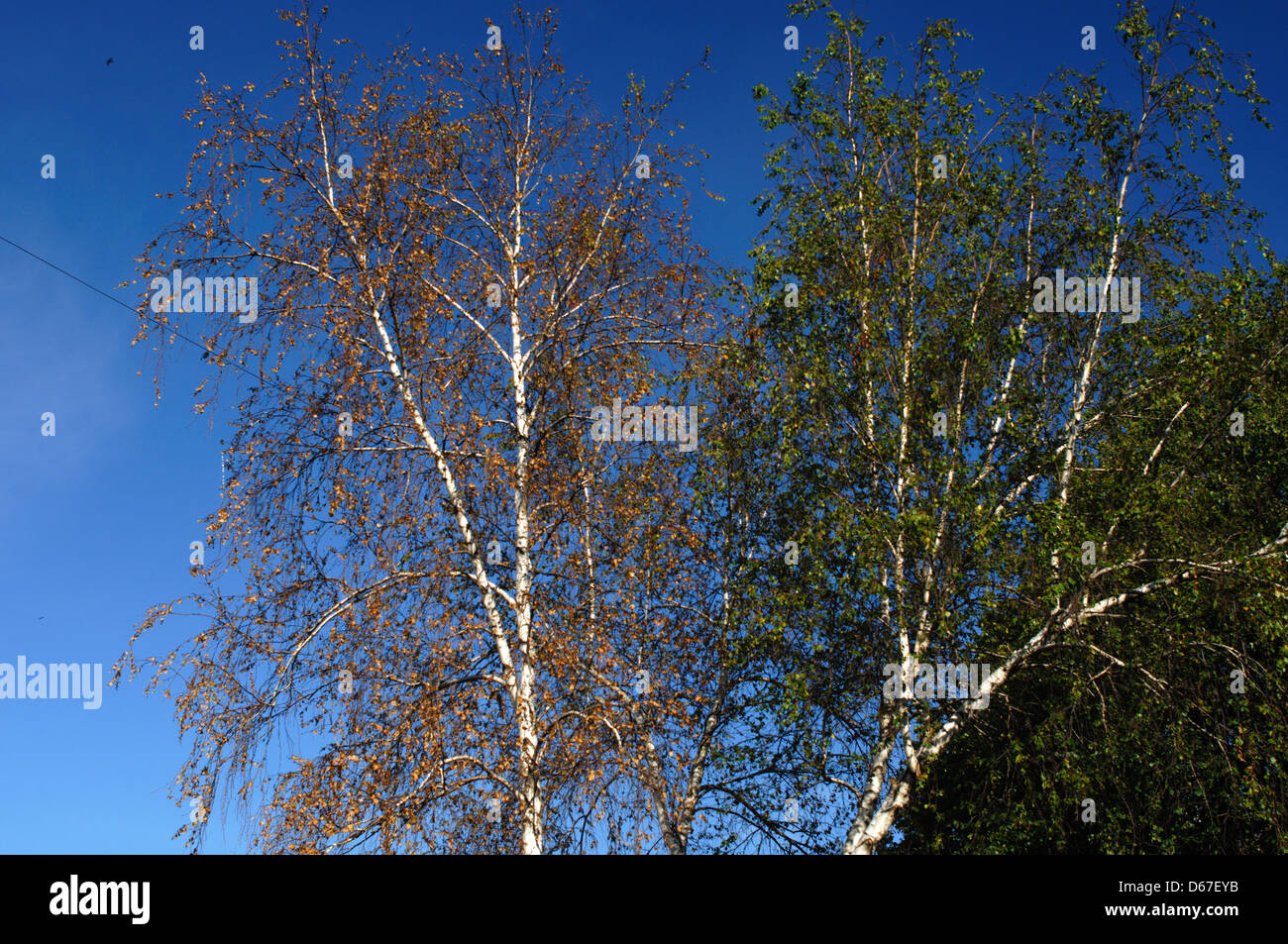 A reflective image depicting trees, symbolizing the connection between ...
