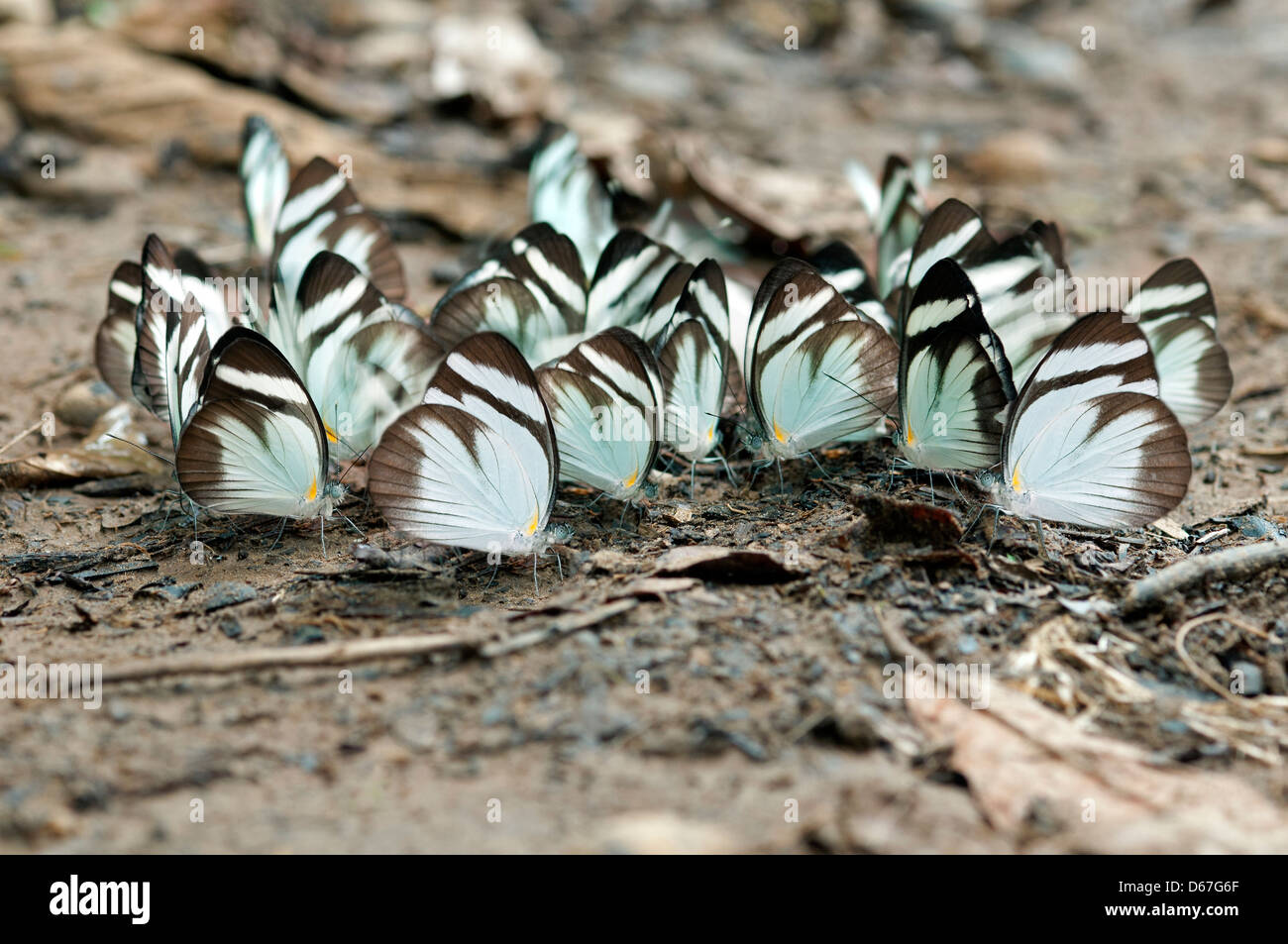 Mud-puddling Black-banded Whites butterflies (Itaballia demophile ...