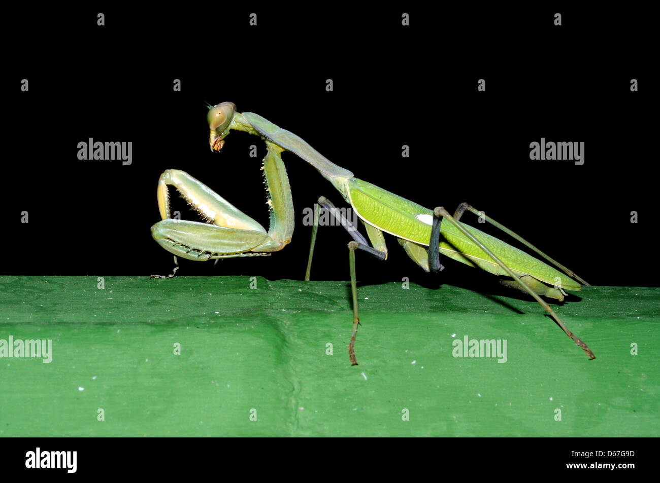 Spanish praying mantis hi-res stock photography and images - Alamy