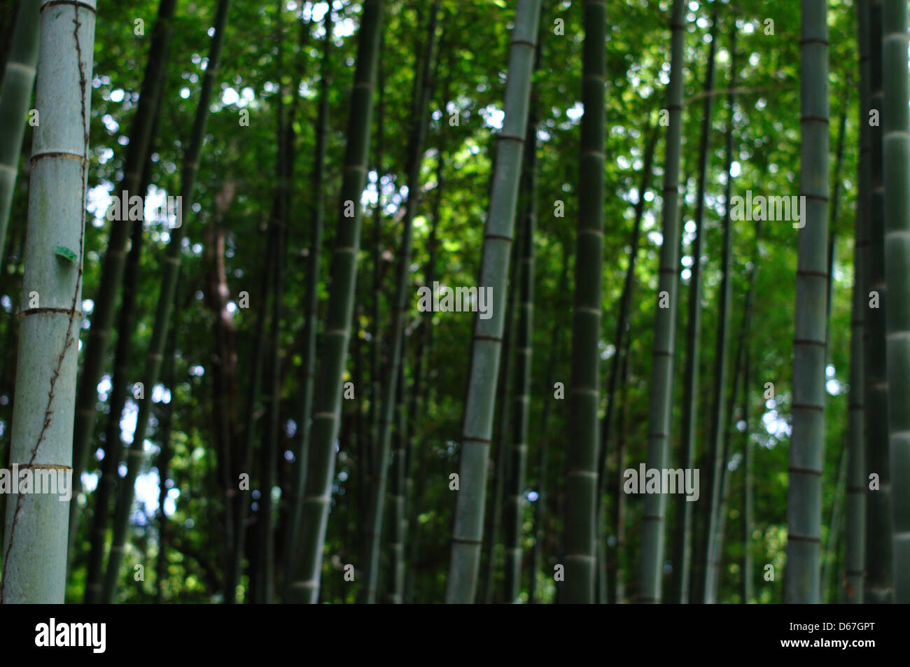 This image depicts a tranquil forest in Takamatsu, Shikoku, Japan. The ...