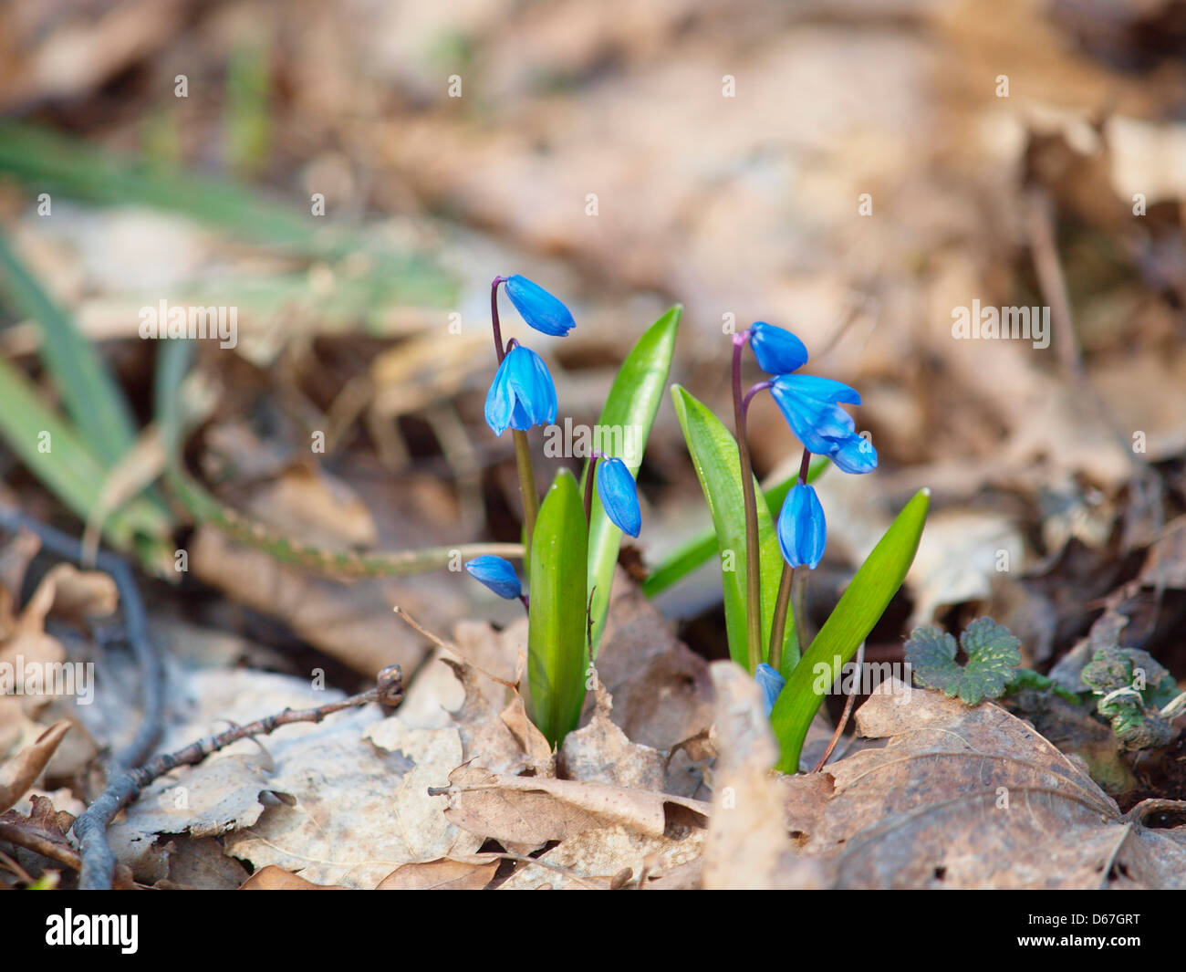 Siberian squill (Scilla sibirica Stock Photo - Alamy