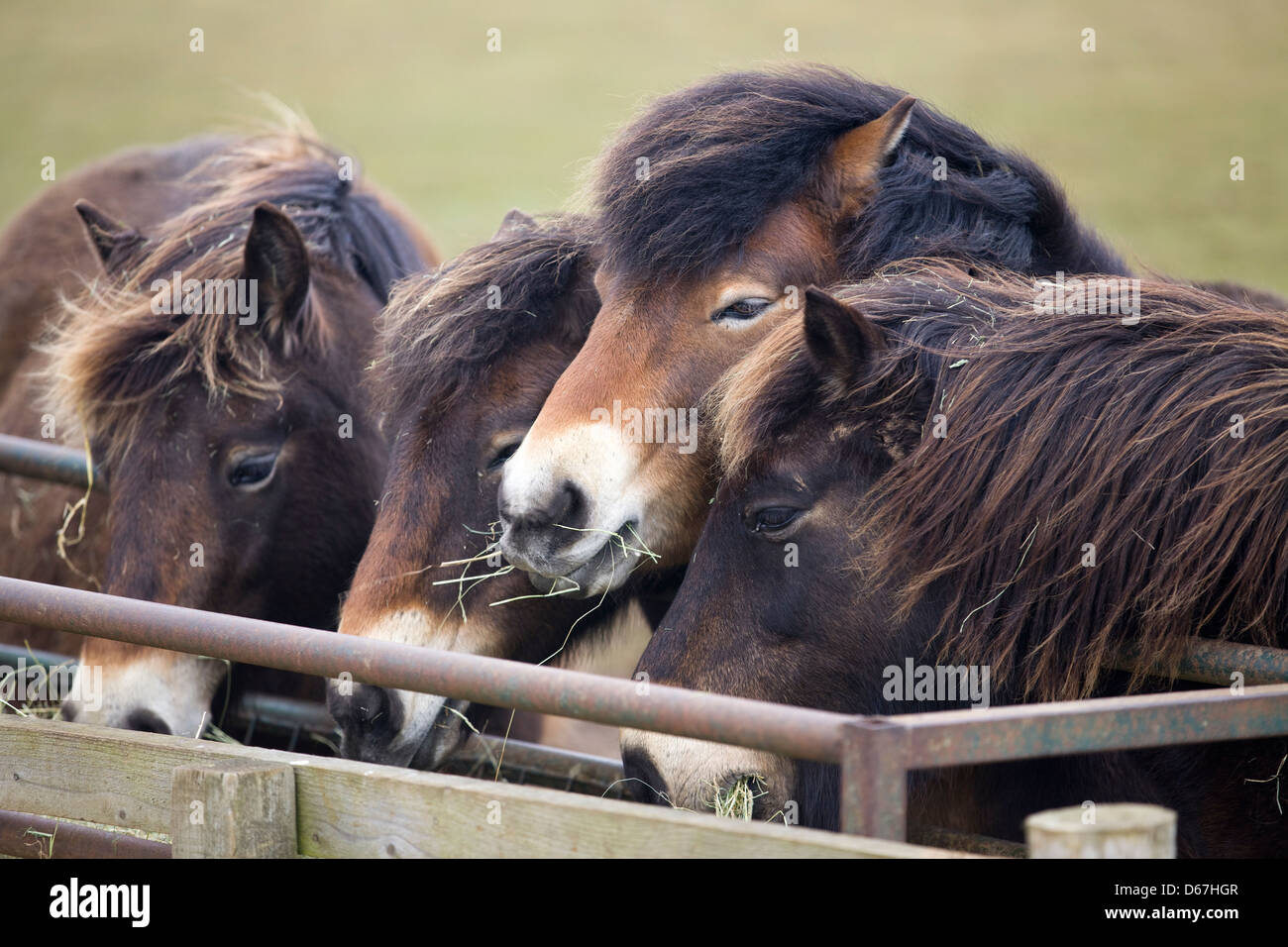 Exmoor ponies eating hay Equus ferus caballus Stock Photo - Alamy