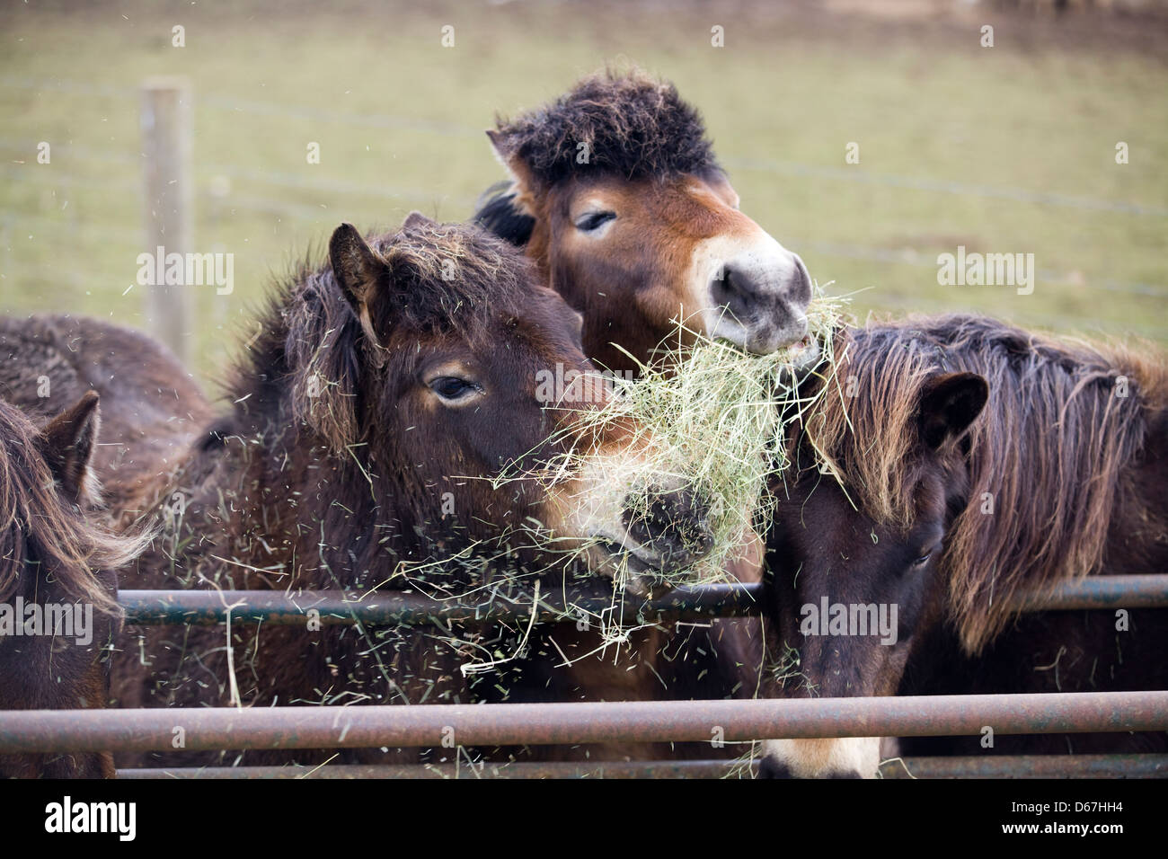 Exmoor ponies eating hay Equus ferus caballus Stock Photo - Alamy