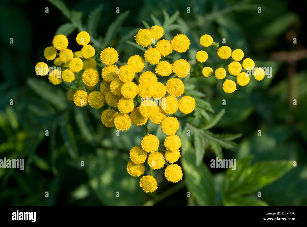 yellow herb tanacetum vulgare on background leaf Stock Photo - Alamy