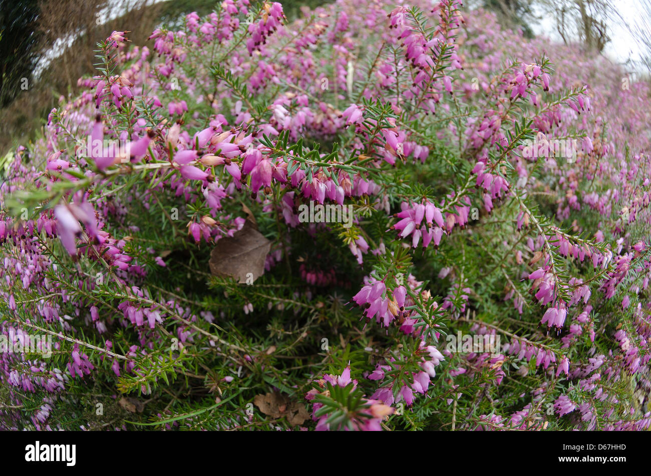 Erica cinerea pretty heather plant on chalk soil heath pale pink to ...