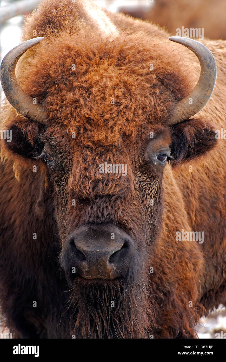 American bison front view Stock Photo - Alamy