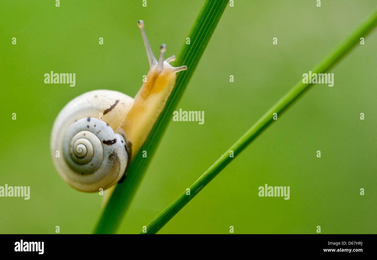 A small Pulmonate land snail is on it's way up a blade of grass at the ...