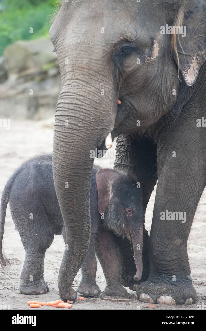 A baby elephant is pictured at the Tierpark in Berlin, Germany, 5 June ...