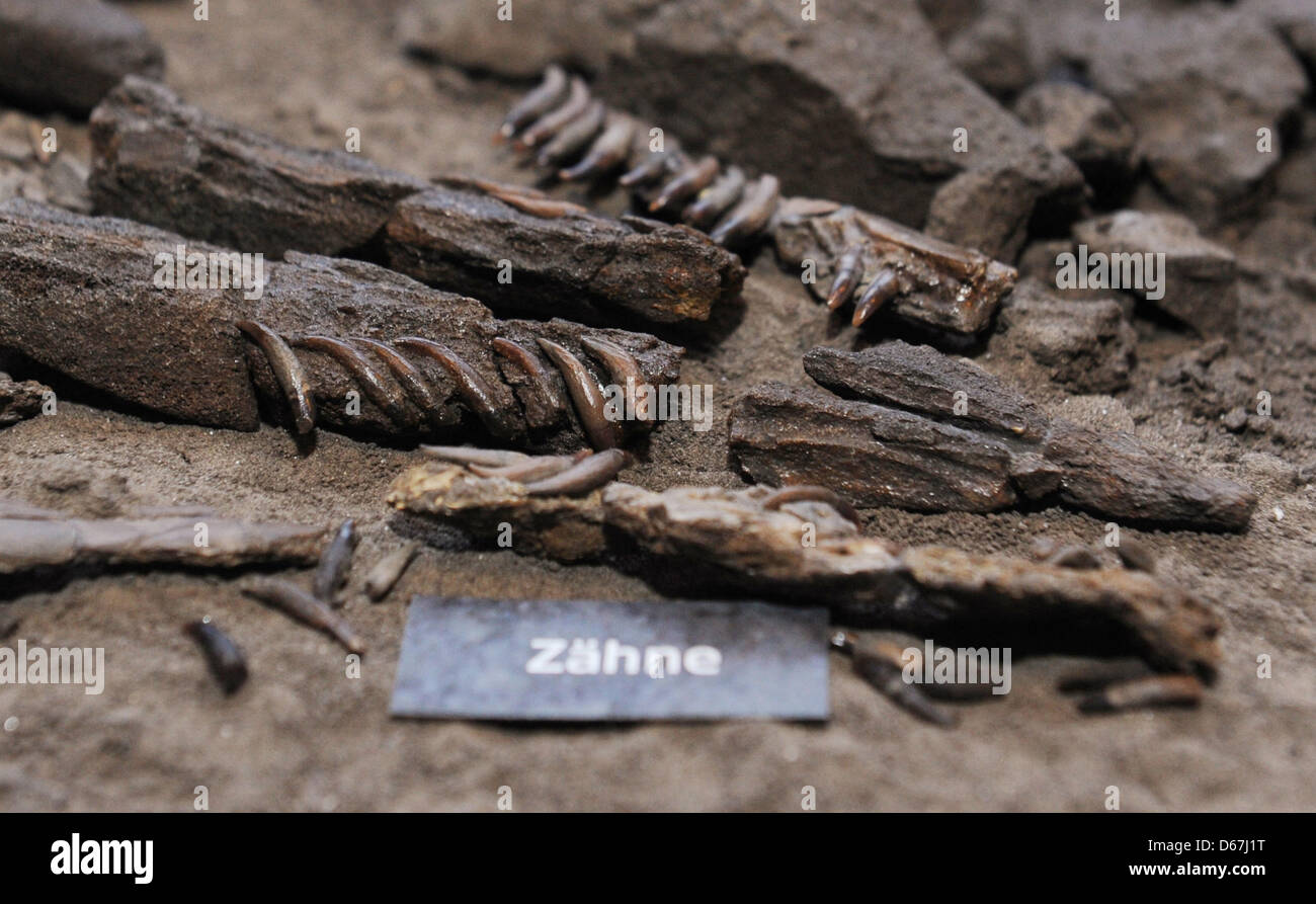 New species discovery hi-res stock photography and images - Alamy